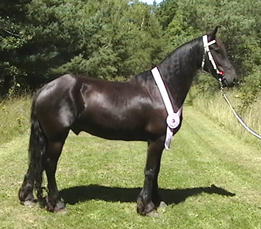 Friesian Heritage & Sporthorse News & Promotions